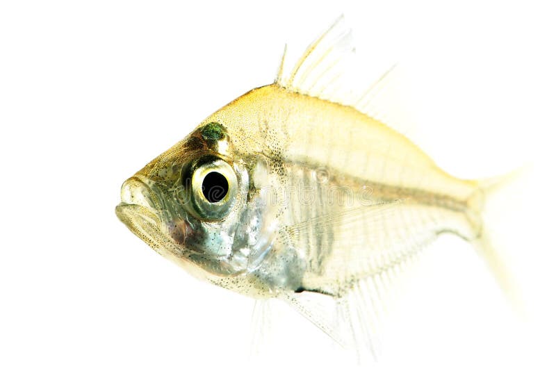 Indian glassy perch stock image. Image of perch, rangaindian - 108751801