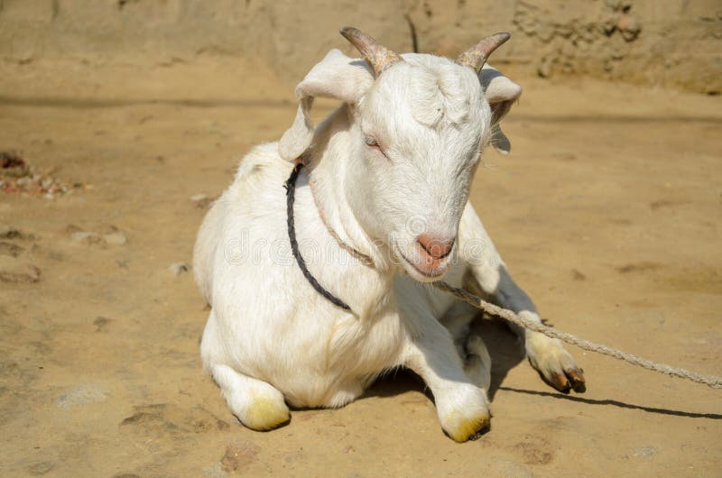 A beautiful white he goat stock photo. Image of meadow - 310261024