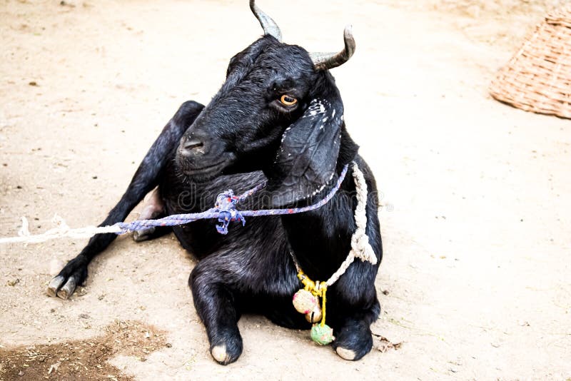 This is a Indian Goat Sitting on the Floor Looking in Camera Stock ...