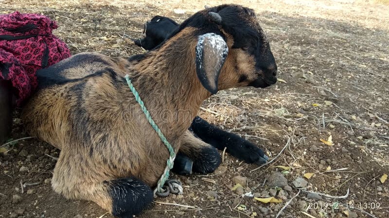 Indian he goat stock image. Image of hegoat, meet, animal - 139362013