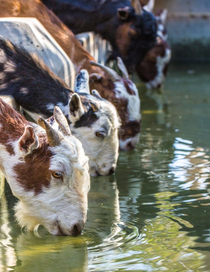 Goat drink milk stock photo. Image of group, head, goatee - 18577628