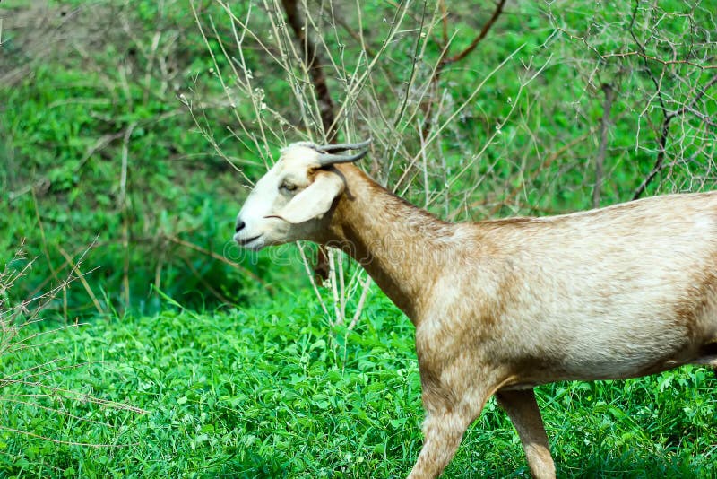 Indian Goats Eating Grass in Agricultural Field. Stock Image - Image of ...