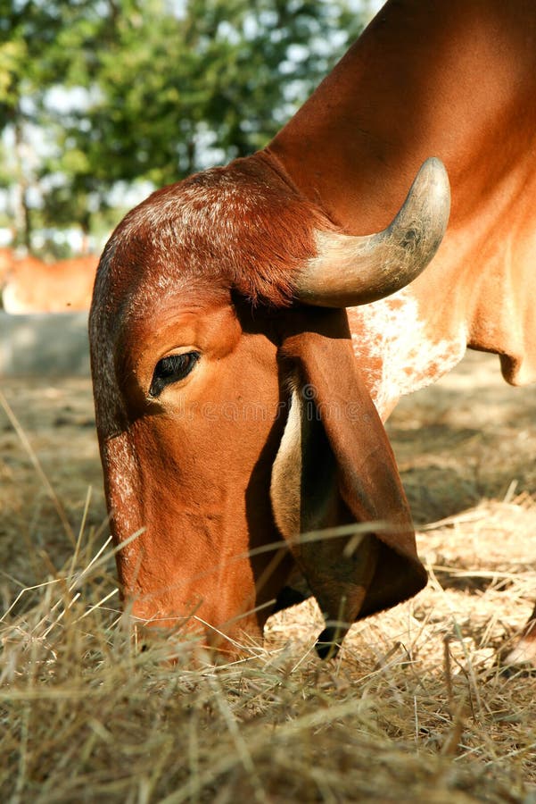 Skin Of A Cow Picture. Image: 6198928