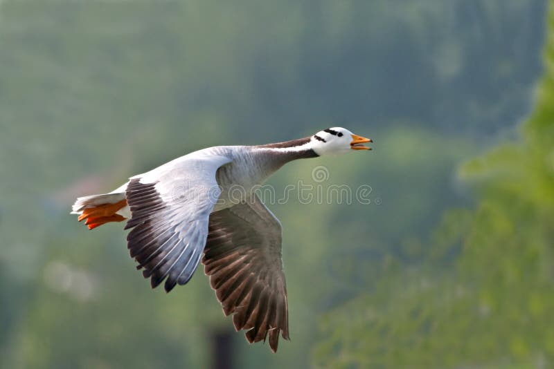 Indian goose stock photo. Image of flying, campotto, italy - 40350476