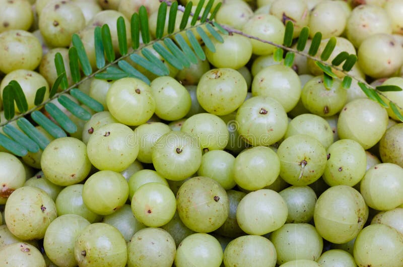 Fresh Organic Indian Gooseberry or Emblic Botanical Name is Phyllanthus ...