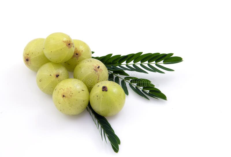 Indian goose-berry stock image. Image of pickled, tree - 77278625