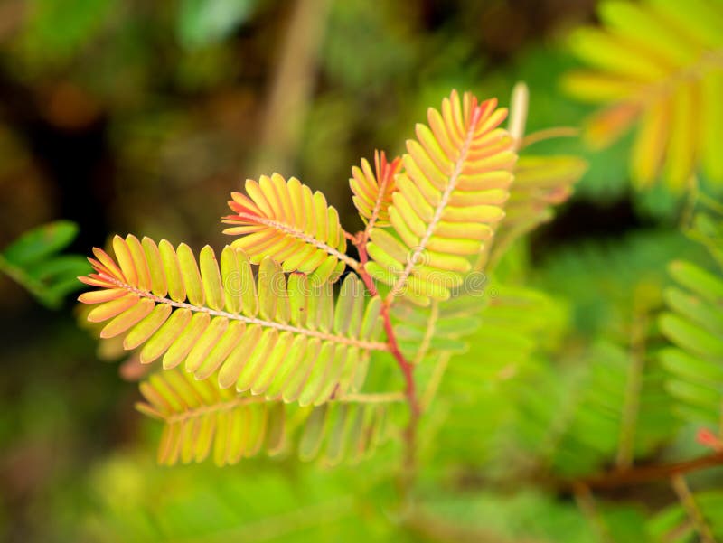 Indian Goose-Berry Leaves Spreading Stock Photo - Image of insect ...