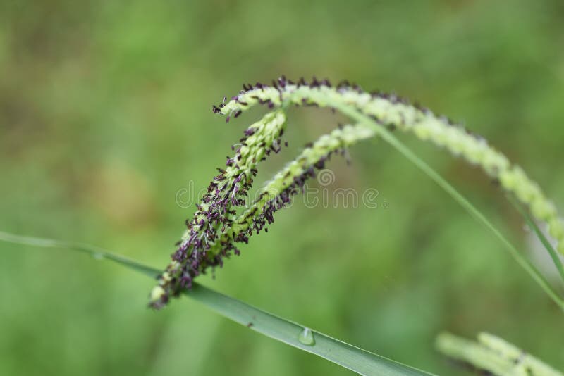 Indian goosegrass stock image. Image of kanagawa, goosegrass - 192290839