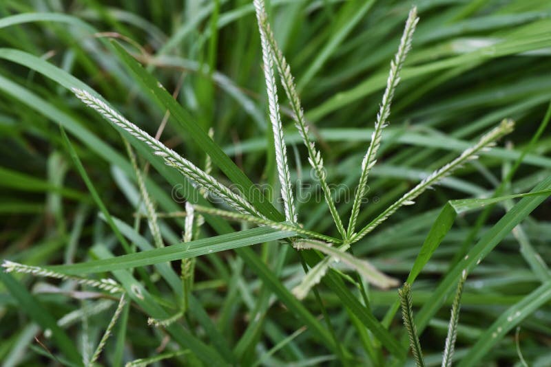 441 Goosegrass Stock Photos - Free & Royalty-Free Stock Photos from ...