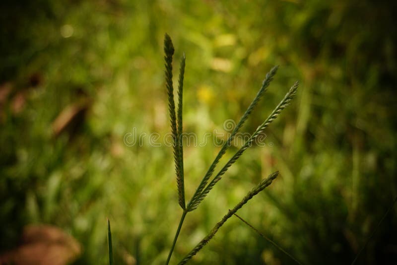 Indian Goosegrass is a Poaceae Weed with Blurry Background Stock Image ...