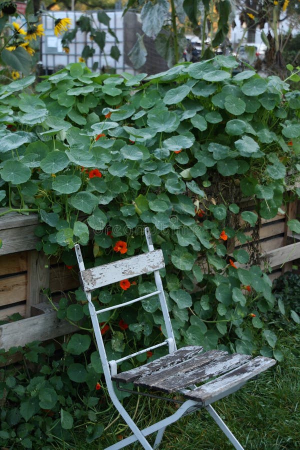 Gras Sen Stock Photos - Free & Royalty-Free Stock Photos from Dreamstime