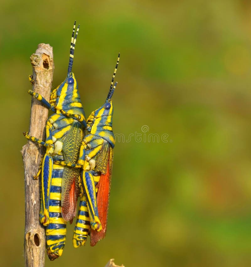 Indian grass hopper stock photo. Image of hopper, colourful - 130534702