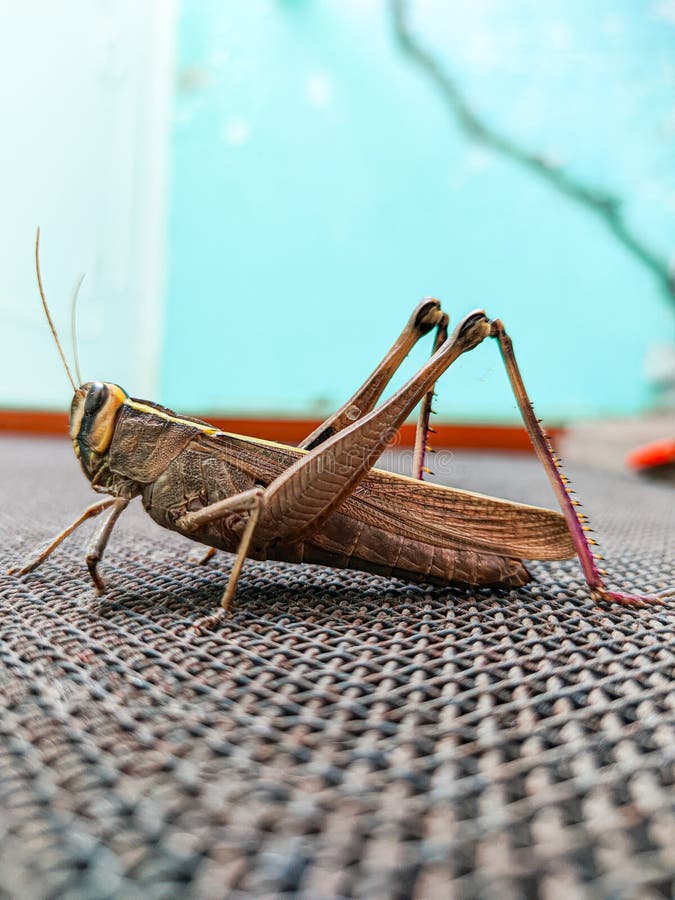 Grasshopper indian insect stock photo. Image of pollsn - 178992812