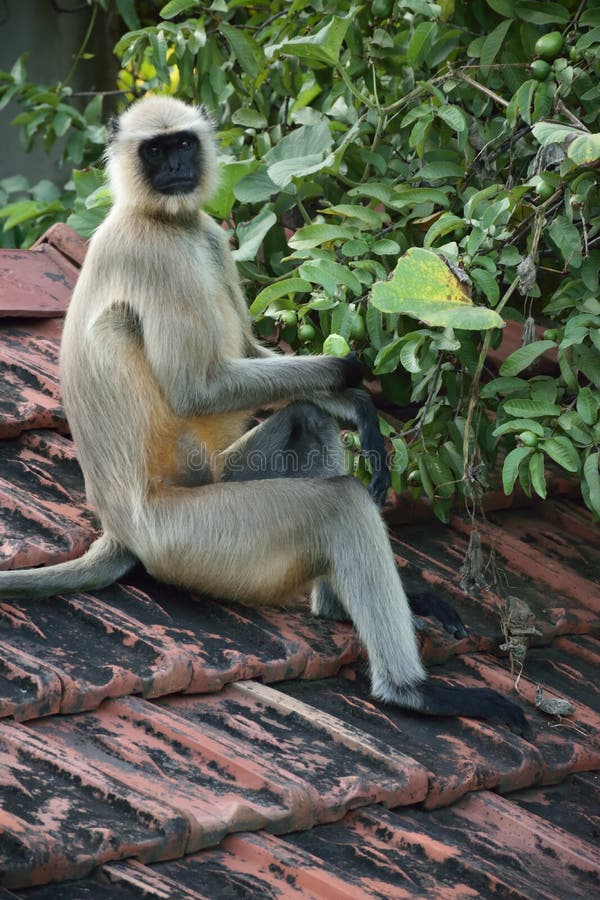 Gray langoor stock photo. Image of closeup, forests, monkey - 16944384