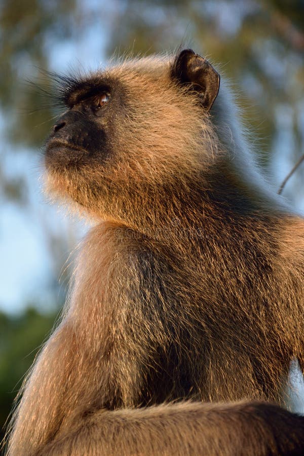 India Gray Langoor Monkey Closeup Face Stock Image - Image of eyes ...