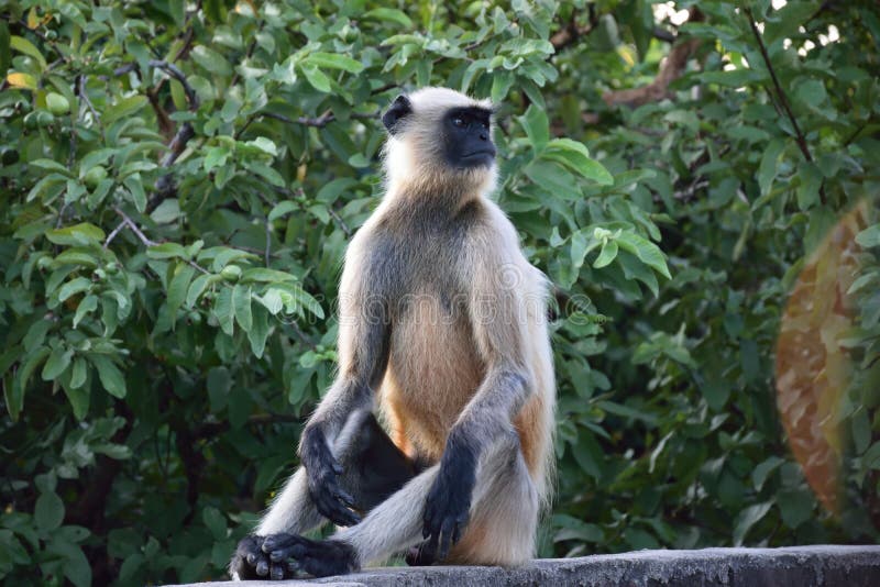 Cute Langoor Stock Photos - Free & Royalty-Free Stock Photos from ...