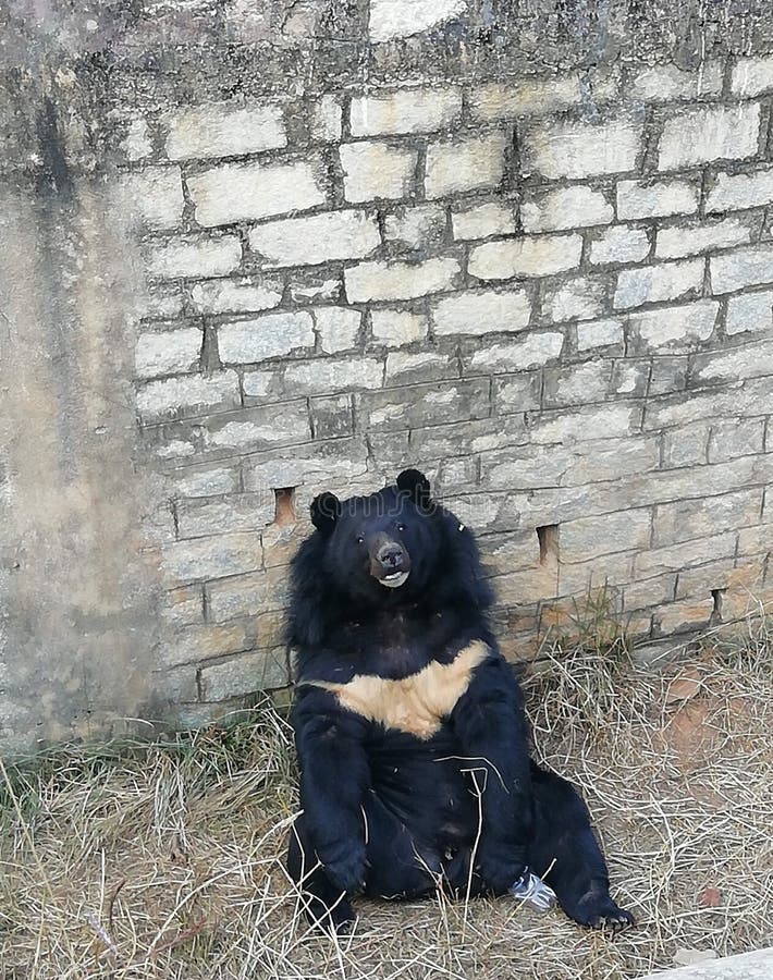 Indian Great Bear stock photo. Image of great, black - 212626266