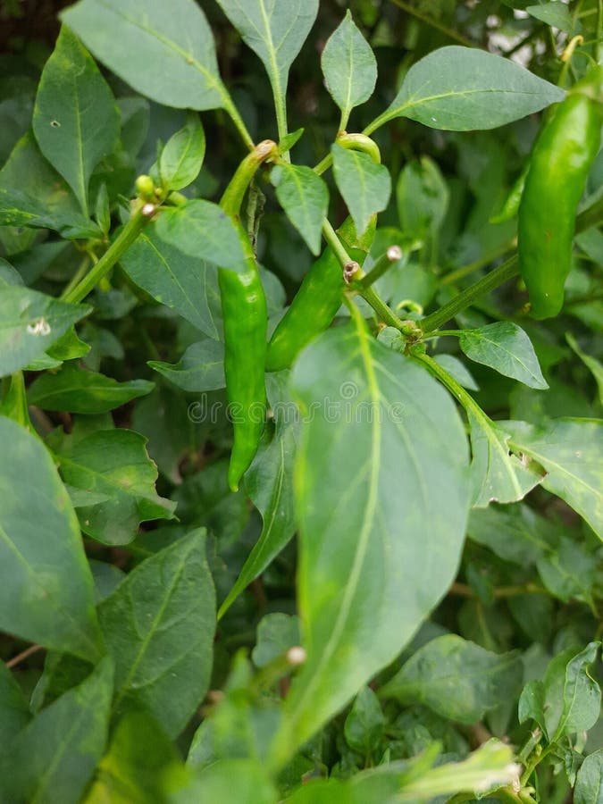 Indian Green Chilly with Plant Stock Photo - Image of fruit, tree ...