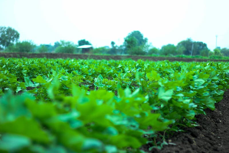 Indian Green Tree Morning Image Stock Image - Image of village, morning ...