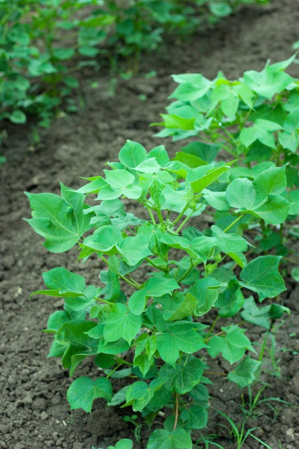 Cotton Leaf on the Cotton Tree Plant in Indian. Beautiful Yellow Flower ...