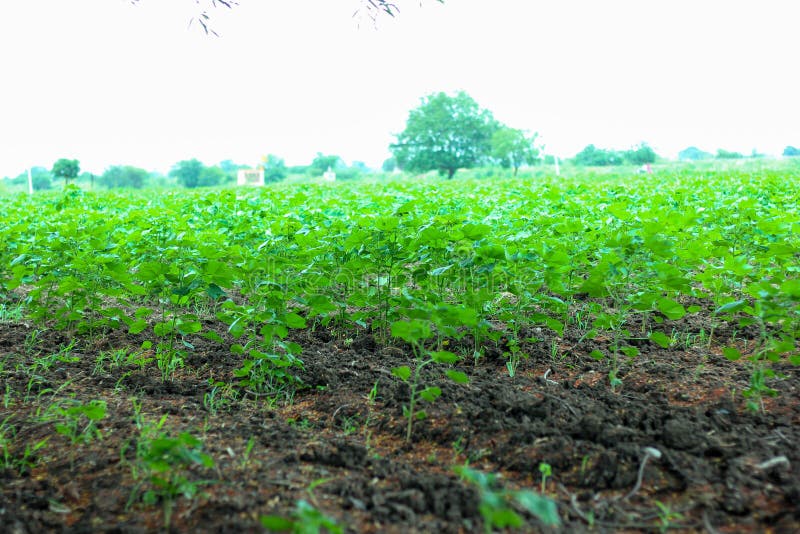 Indian Green Tree Morning Image Stock Image - Image of village, morning ...