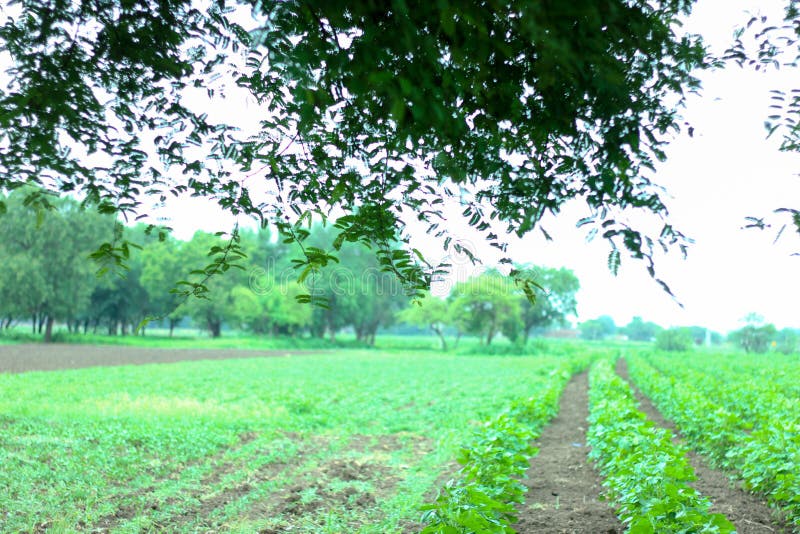 Indian Green Tree Morning Image Stock Image - Image of village, morning ...