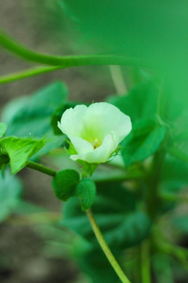 Cotton Leaf on the Cotton Tree Plant in Indian. Beautiful Yellow Flower ...