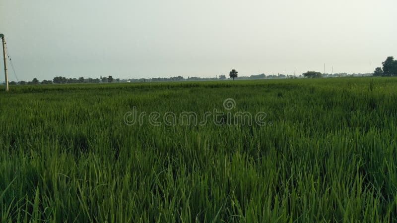 Indian green field paddy stock photo. Image of farm - 196692898