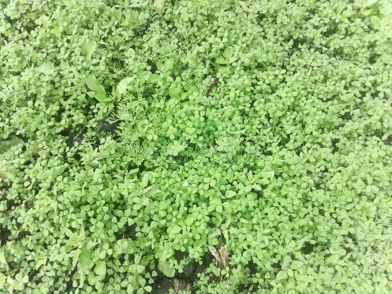 The Indian Green Form Fresh Nature Stock Photo - Image of form, green ...