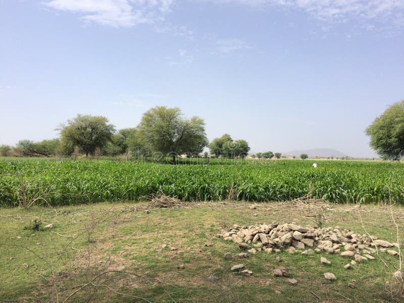 Indian green landscape stock photo. Image of green, cloud - 79788914