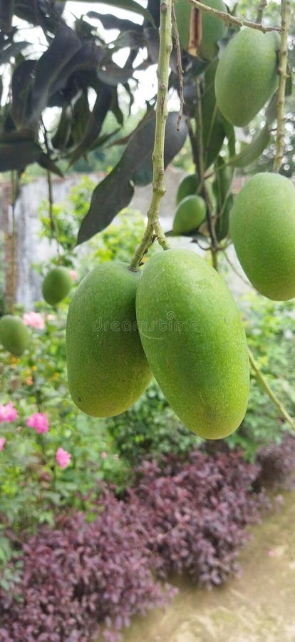 2,165 Indian Green Mangoes Stock Photos - Free & Royalty-Free Stock ...