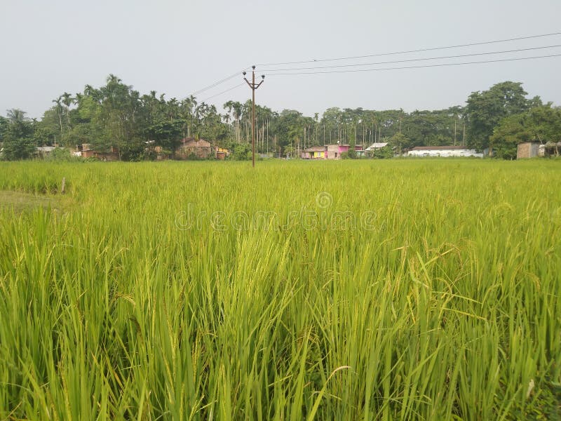 Indian green paddy field stock image. Image of rice - 161739317