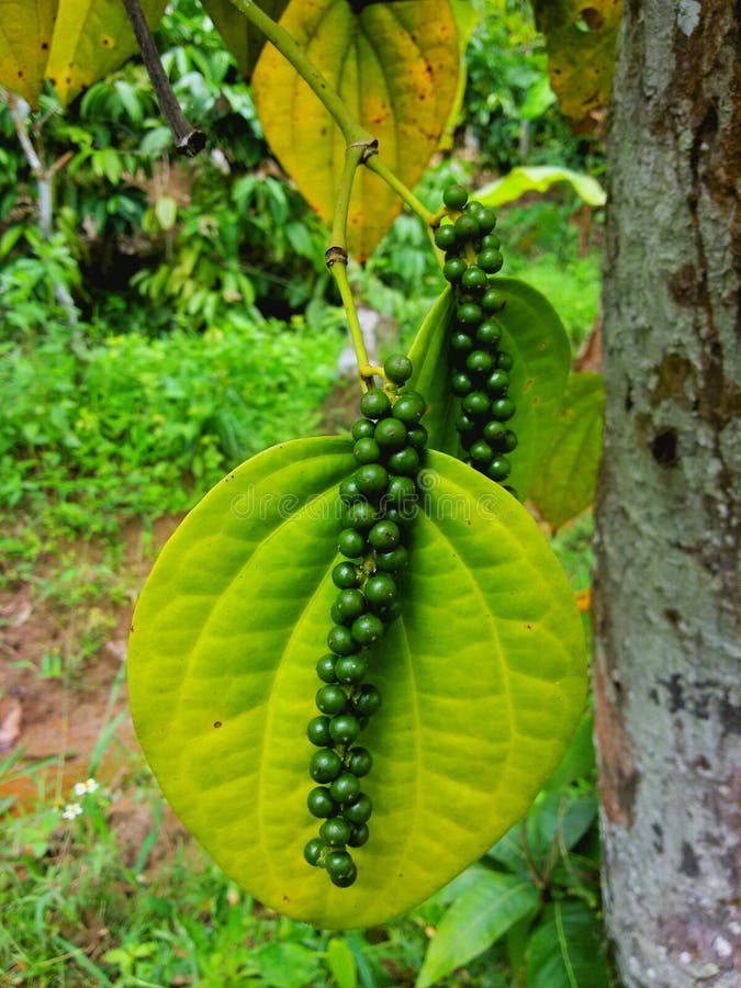 Indian green pepper stock image. Image of indian, green - 198645587