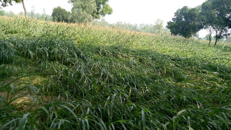 Indian green forest stock image. Image of indian, green - 144038229