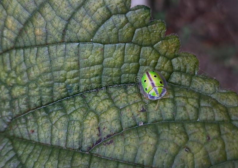 Indian Green Tortoise Beetle on a Leaf Stock Photo - Image of macro ...