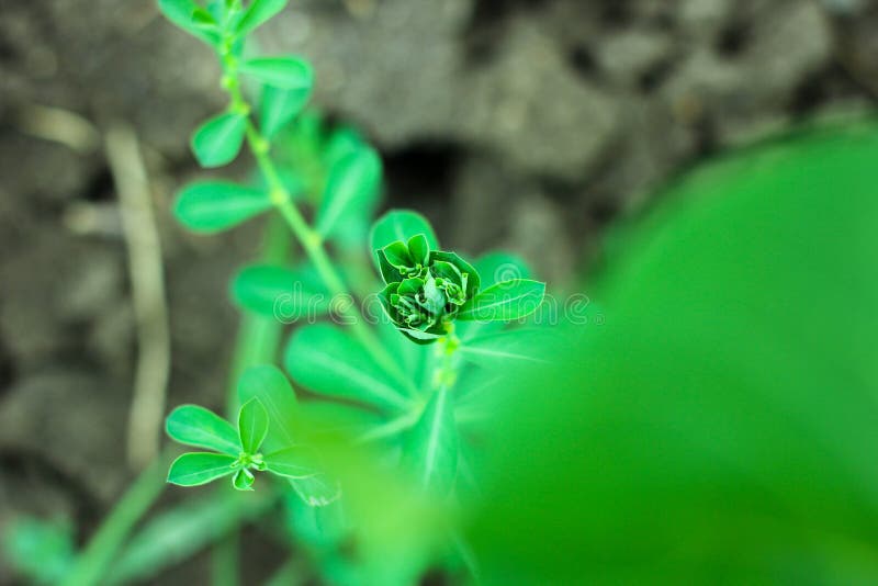 Indian Green Tree Morning Image Stock Image - Image of winter, nature ...