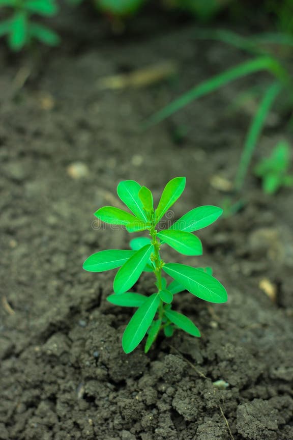 Indian Green Tree Morning Image Stock Photo - Image of asia, leaf ...