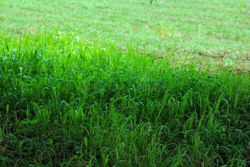 Indian Green Tree Morning Image Stock Image - Image of village, morning ...