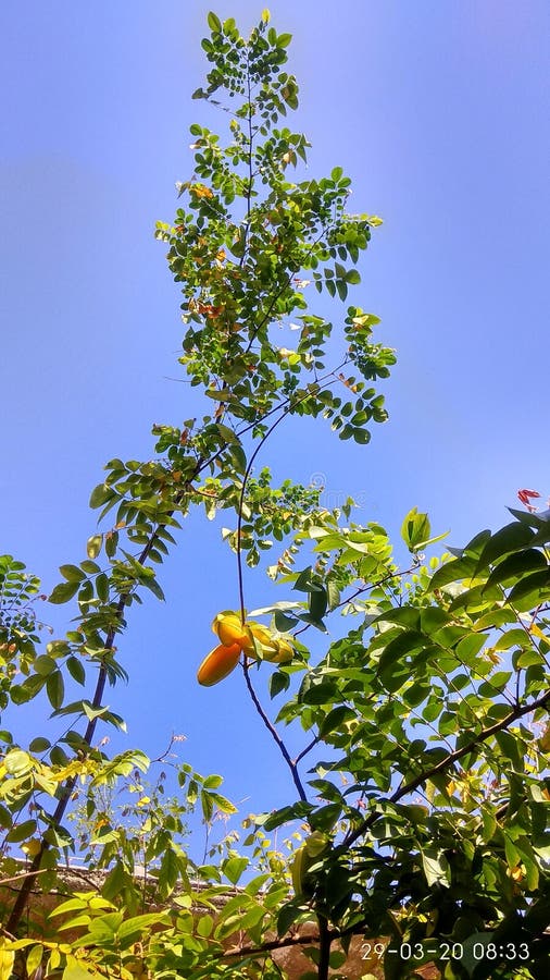 Indian Green Tree Picks of Sky Stock Image - Image of indian, tree ...