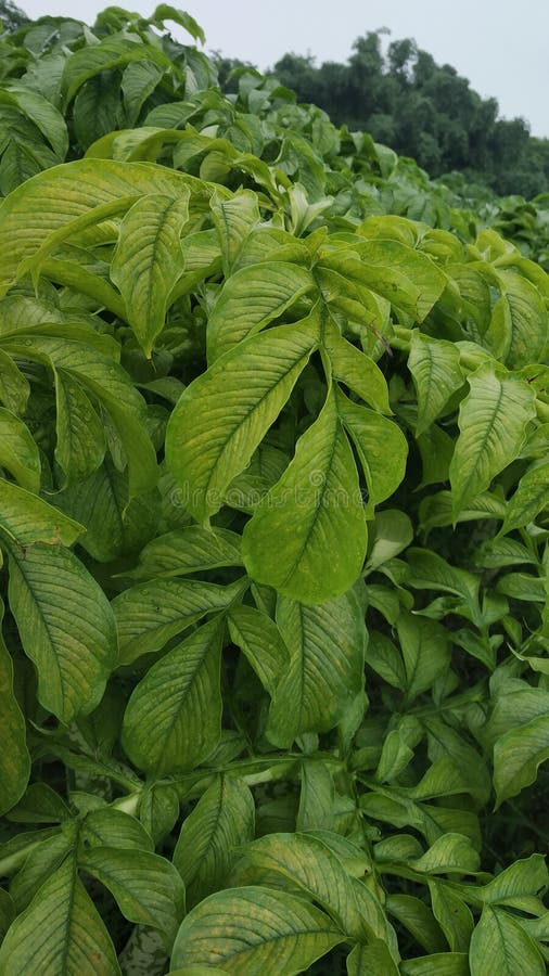 Indian green tree stock photo. Image of indian, fruit - 225612408