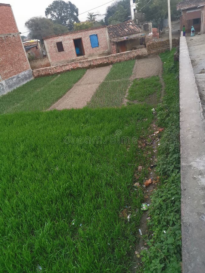 Indian green village stock image. Image of village, indian - 170291273