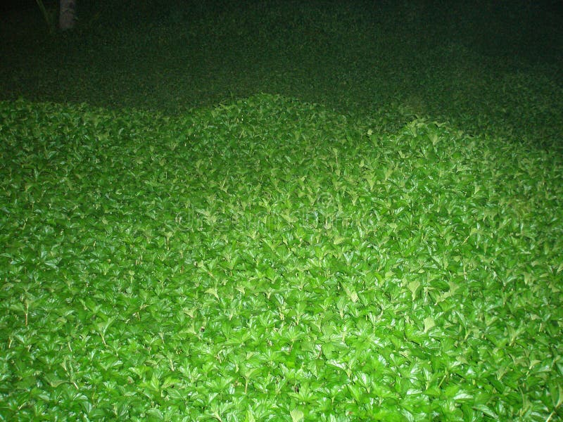 Indian greenery at night stock image. Image of greenery - 57285667