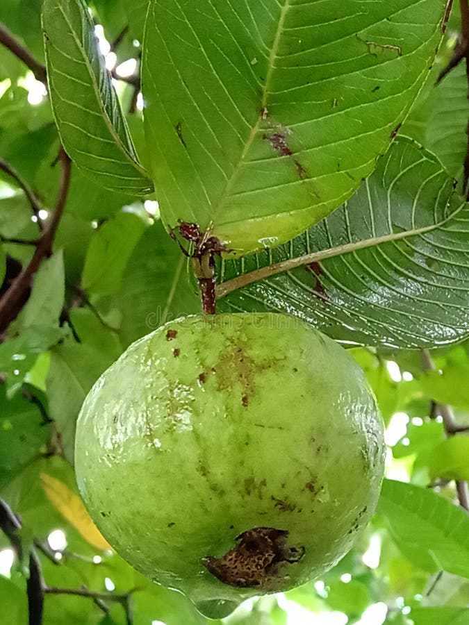 Indian Guava Tasty Fruit stock photo. Image of branch - 209734704