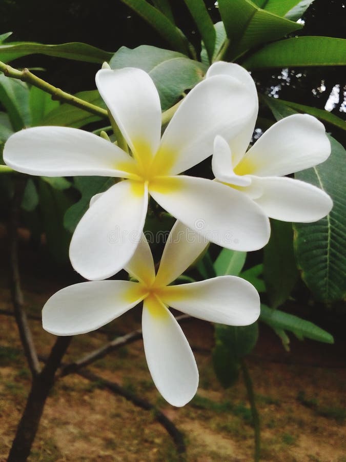 Mothi Stock Photos - Free & Royalty-Free Stock Photos from Dreamstime