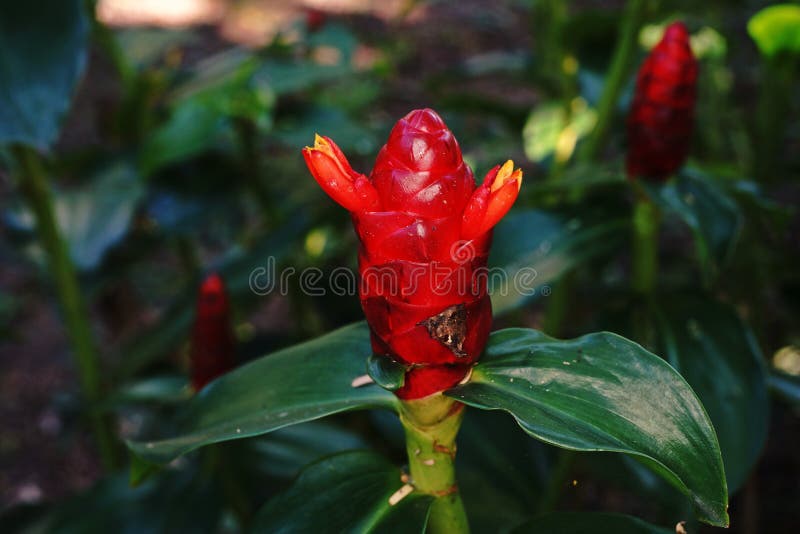 Indian Head Ginger stock photo. Image of bloom, tropical - 81711002