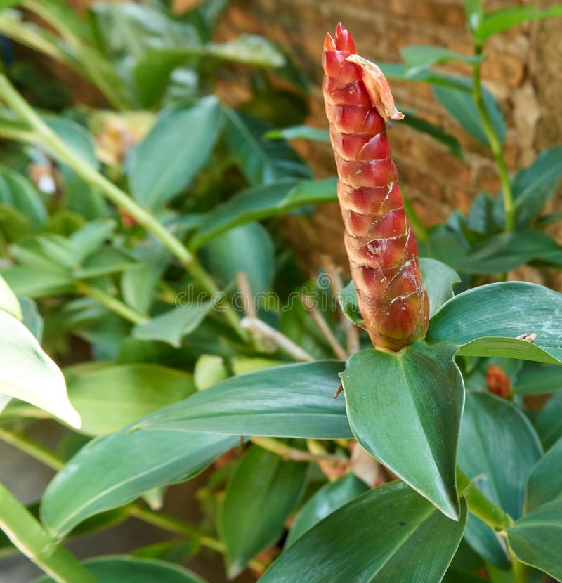 Indian Head Ginger Blooming Stock Photo - Image of colorful, bright ...