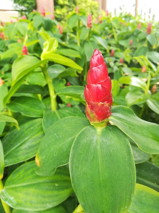 Indian Head Ginger stock image. Image of head, plant - 93993679