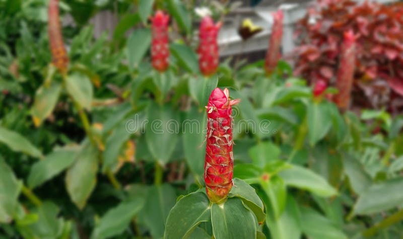 1,139 Indian Seasonal Red Color Flower Stock Photos - Free & Royalty ...