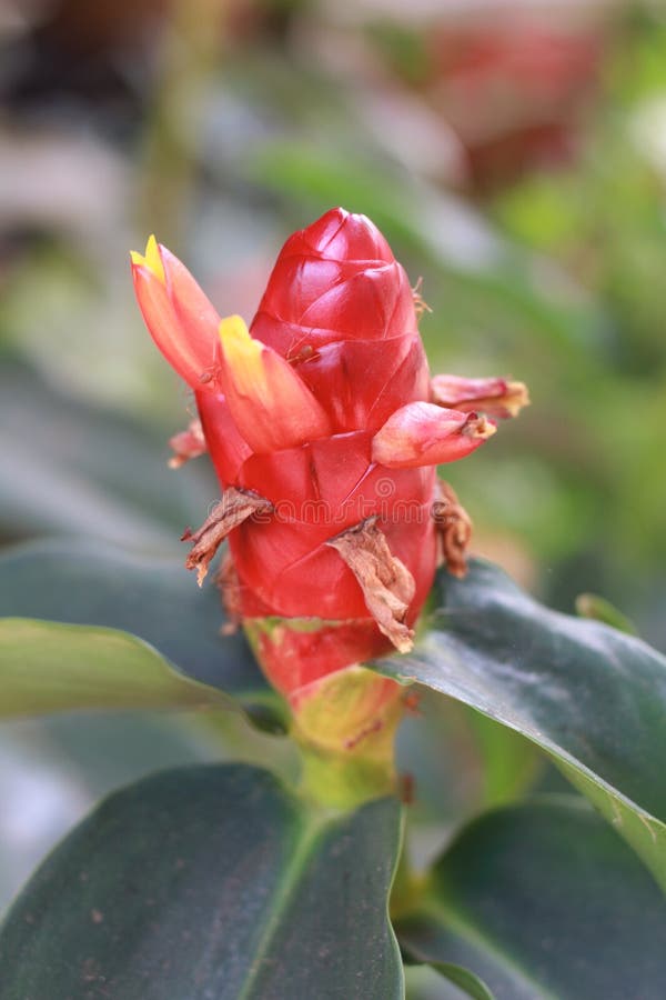Indian Head Ginger flower stock image. Image of botanical - 70793839
