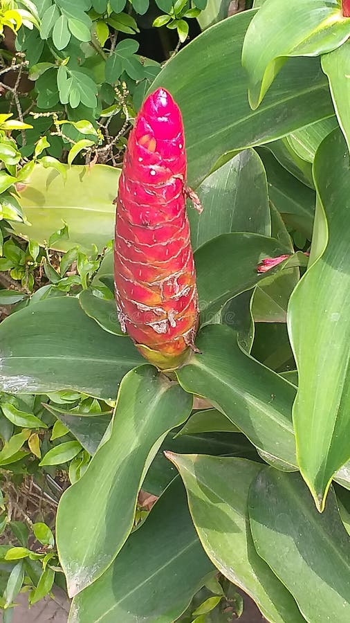 Indian head ginger flowers stock photo. Image of house - 258250240